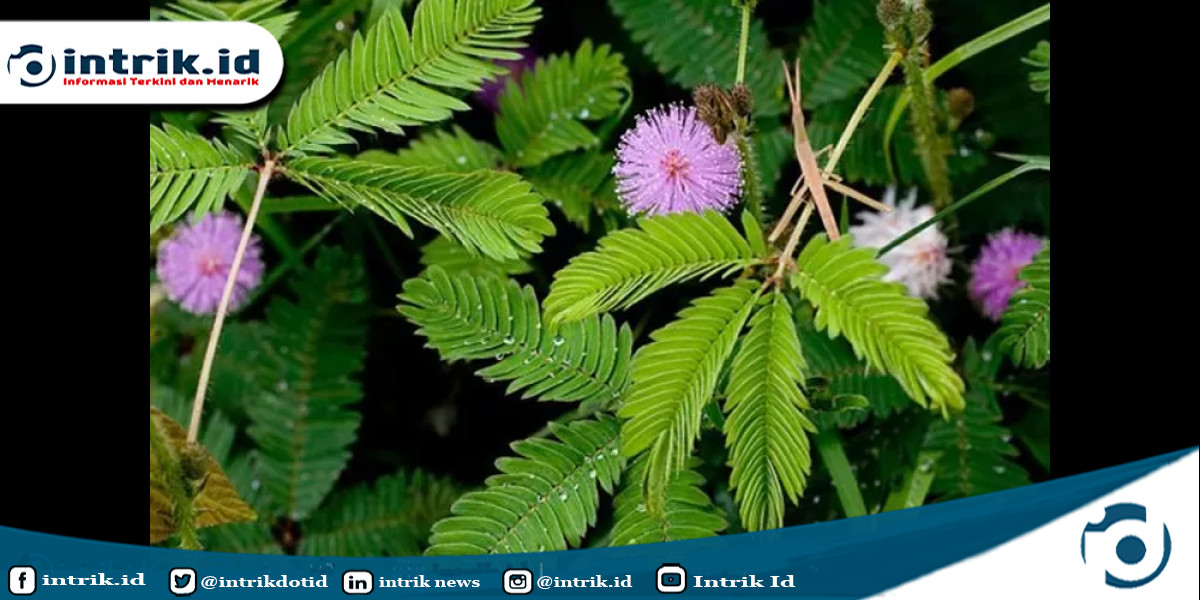 Tak Disangka, Inilah 5 Manfaat Tanaman Putri Malu untuk Kesehatan Tubuh ...