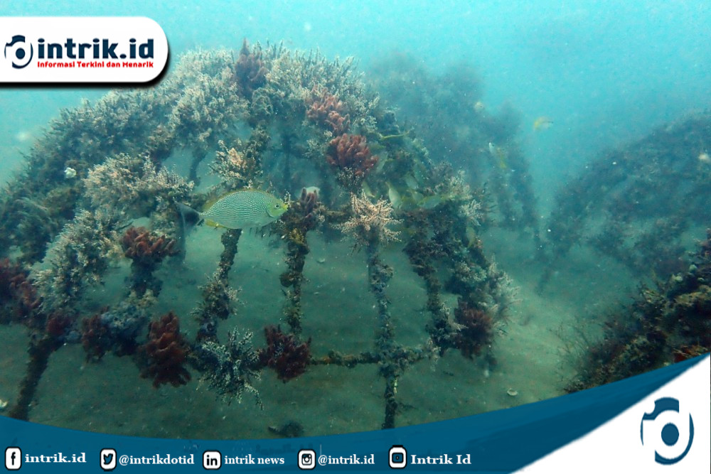 Artificial Reef di Perairan Rambak Mulai Membuahkan Hasil | INTRIK.ID