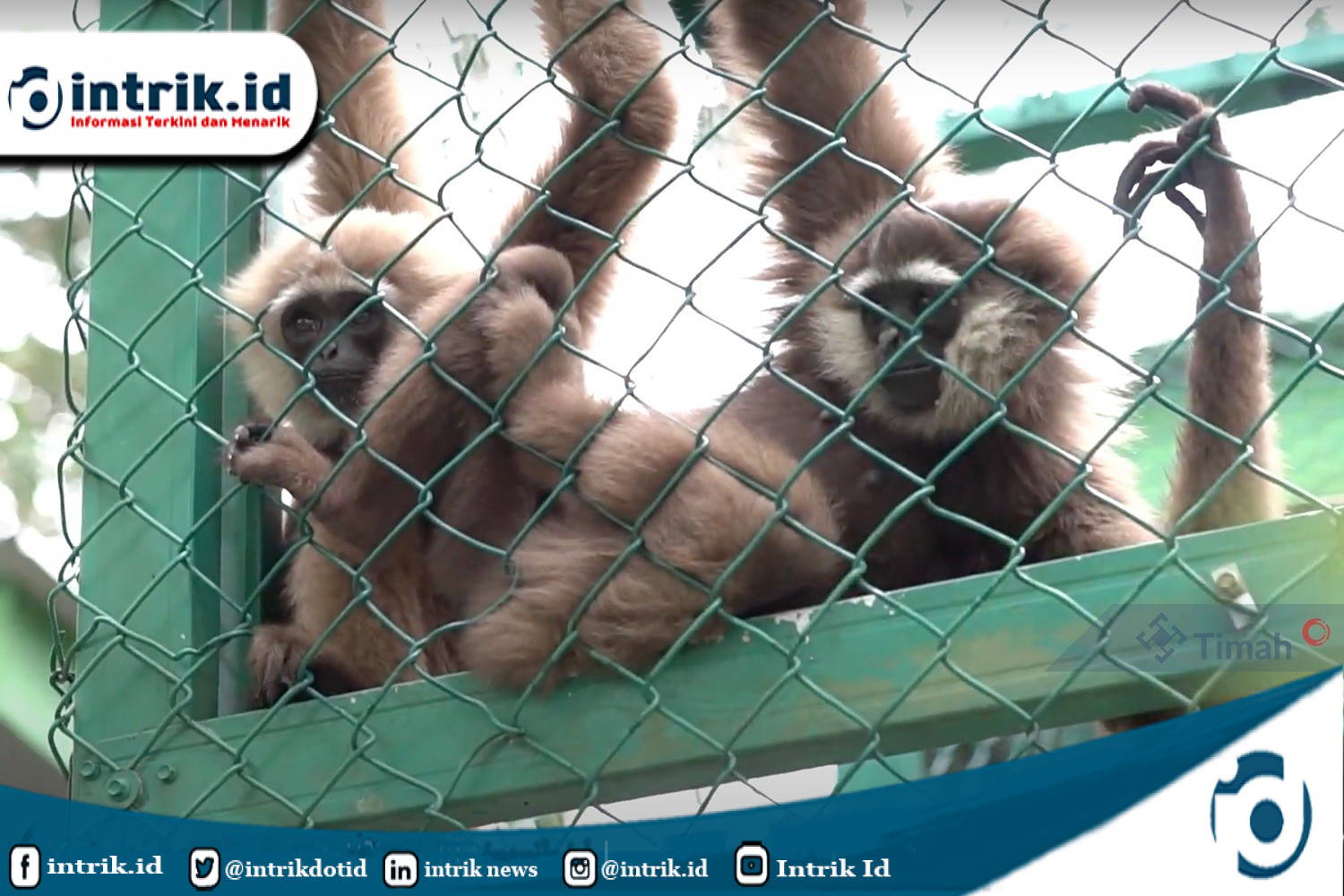 Ratusan Satwa Diselamatkan di PPS Alobi Air Jangkang | INTRIK.ID